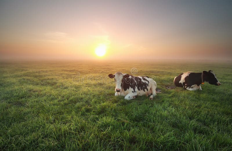 Relaxed Cows on Pasture at Sunrise Stock Image - Image of meadow ...
