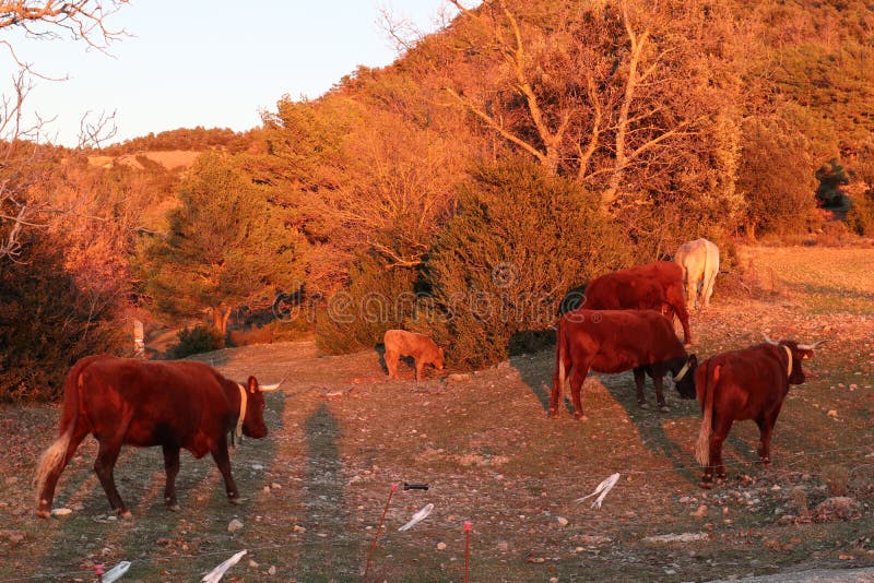 A Relaxed Cows in the Sunset of the Mountains Stock Photo - Image of ...