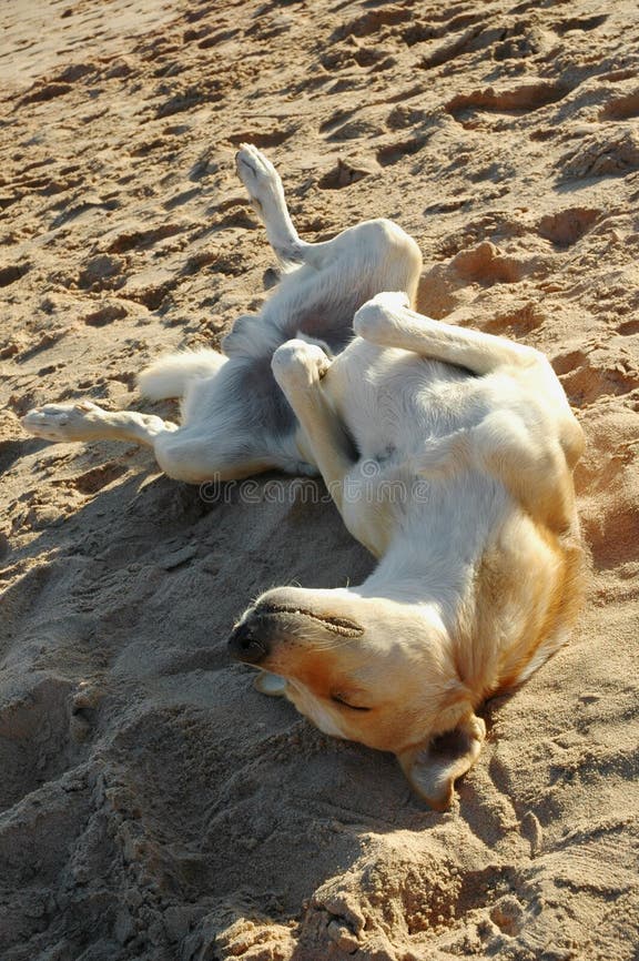 Relaxed dog stock photo. Image of cute, clear, coastline - 22119314