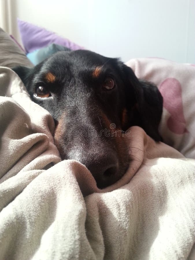 Relaxed Dog stock image. Image of relaxed, home, willi - 94416971