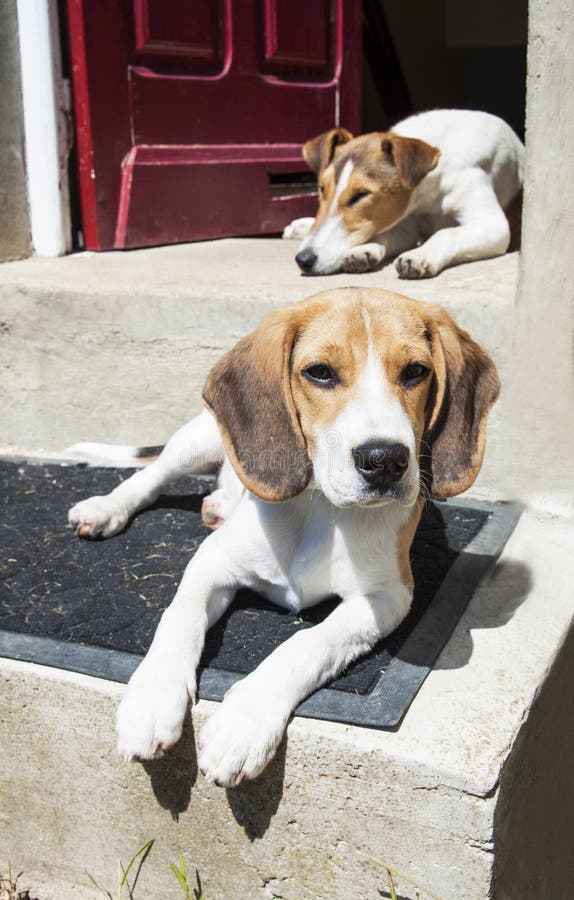 Front View of Dogs in a Row, Sitting, Isolated Stock Image - Image of ...