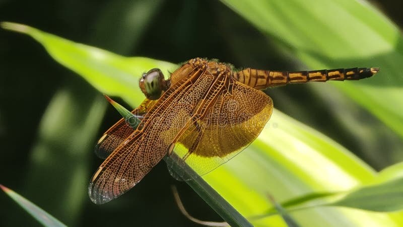 Relaxed dragonfly summer stock image. Image of dragonfly - 267210981