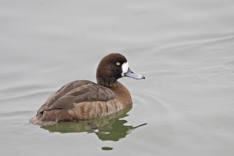 A Relaxed Female Greater Scaup, Aythya Marila Stock Image - Image of ...