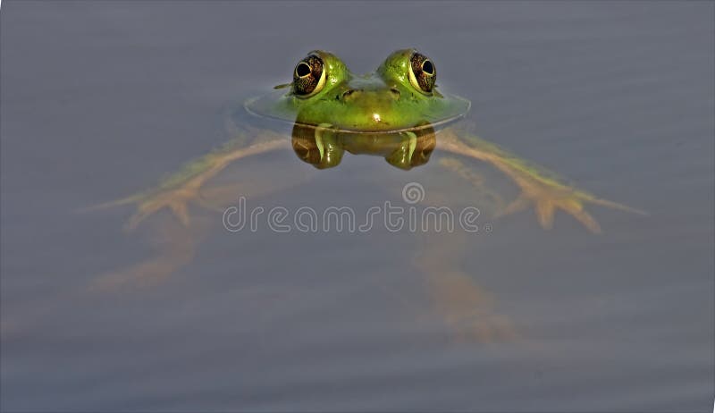 Relaxed Floating Bull Frog stock image. Image of relax - 181007