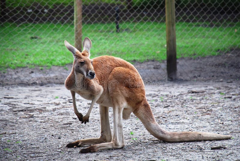 Relaxed Kangaroo stock image. Image of sunlight, relaxation - 32493893