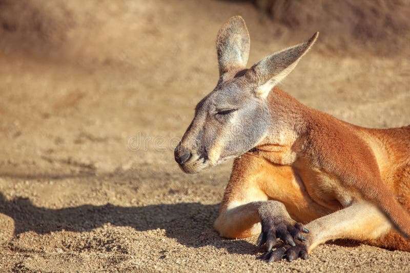 A Relaxed Kangaroo Sitting on Grass in a Park Stock Image - Image of ...