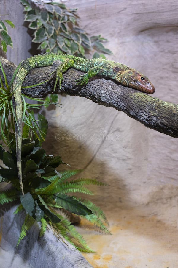 Relaxed Lizard Lying on a Branch Stock Photo - Image of exotic, species ...