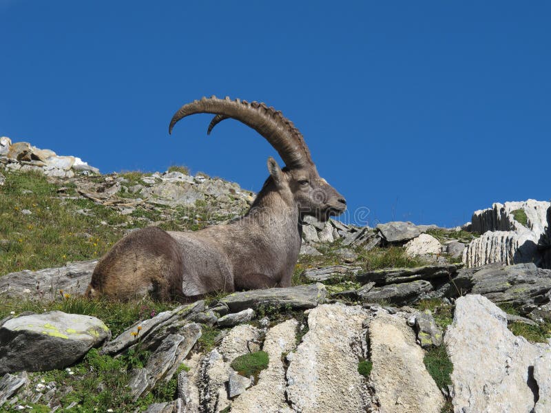 Relaxed male alpine ibex stock image. Image of resting - 326107961
