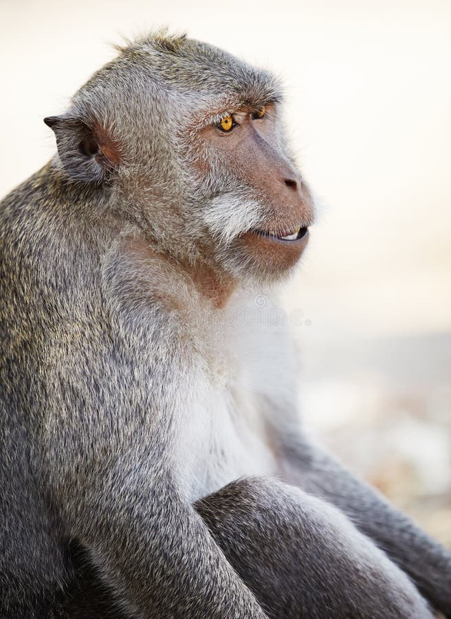 Monkey Yellow Eyes Close Up - Macaca Fascicularis Stock Photo - Image ...