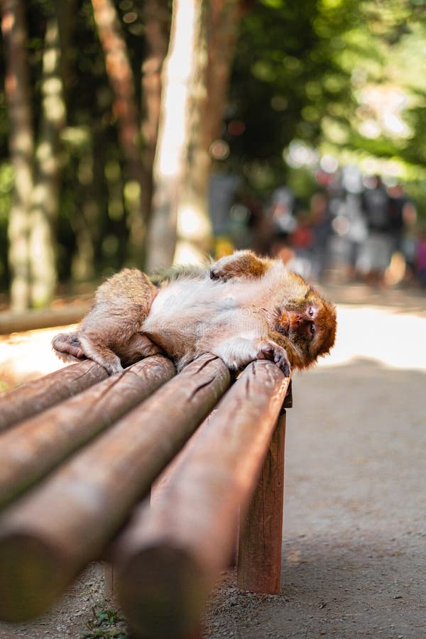 Relaxed Monkey Lying on a Wooden Bench in a Sunny Forest Setting Stock ...