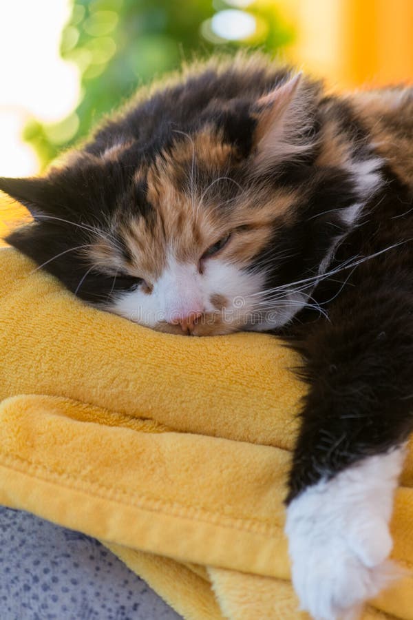 Relaxed multicolored cat stock image. Image of blanket - 66134495