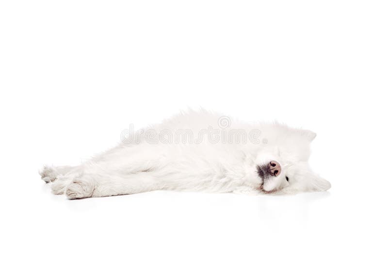 Relaxed, Peaceful Samoyed in Deep Sleep, Lying on Its Side with Its ...
