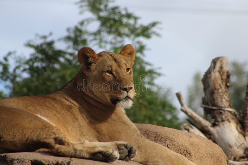 Relaxed posture stock photo. Image of mammals, posture - 63474862