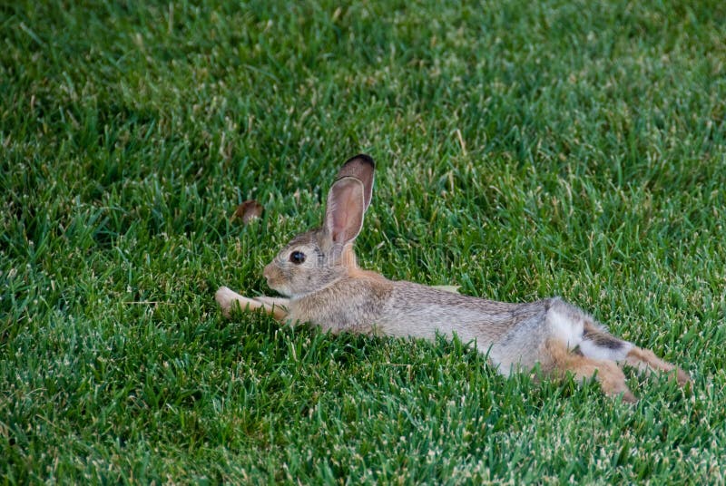 Relaxed Rabbit stock image. Image of relaxing, tired, grass - 5367081