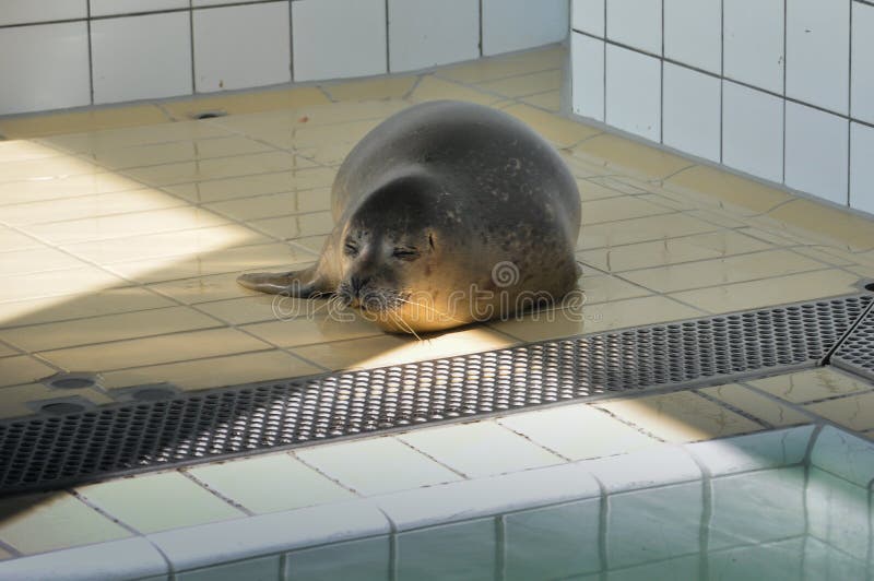 Relaxed Seal in the Swimming Pool Stock Image - Image of color, relax ...