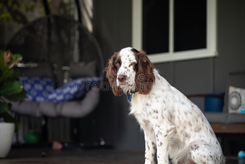 Relaxed Springer Spaniel Sitting on Porch Stock Photo - Image of ...