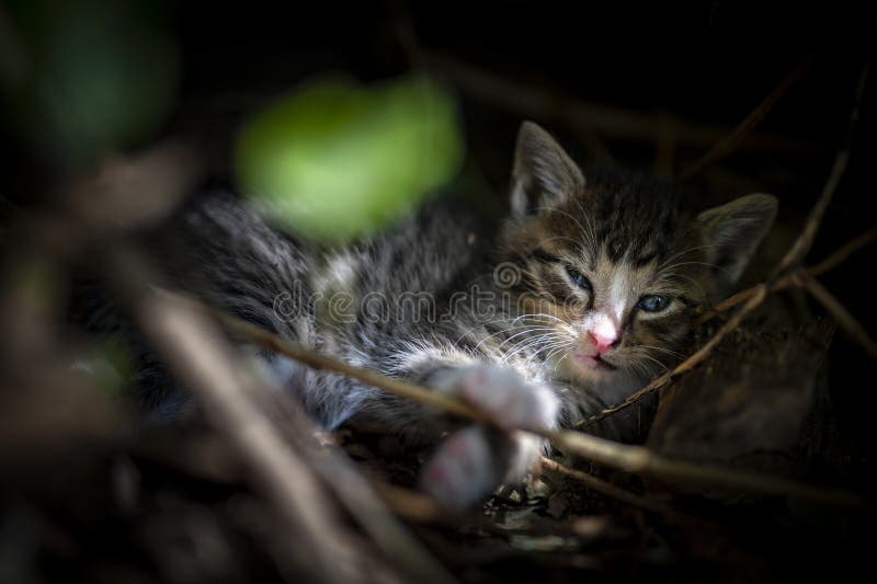 Relaxed Stray Kitten Resting in the Nest in a Forest Stock Image ...