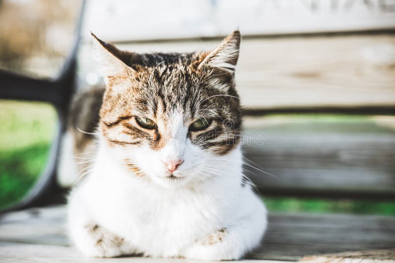 Relaxed Tabby Cat Sitting on Wooden Bench in Sunlight Stock Photo ...