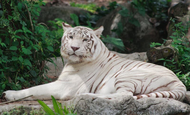 Relaxed Tiger at Wingham Zoo Kent Stock Image - Image of giraffe ...