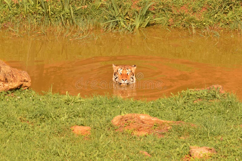 Relaxed Tiger Having a Bath in a Pond Stock Photo - Image of relaxed ...
