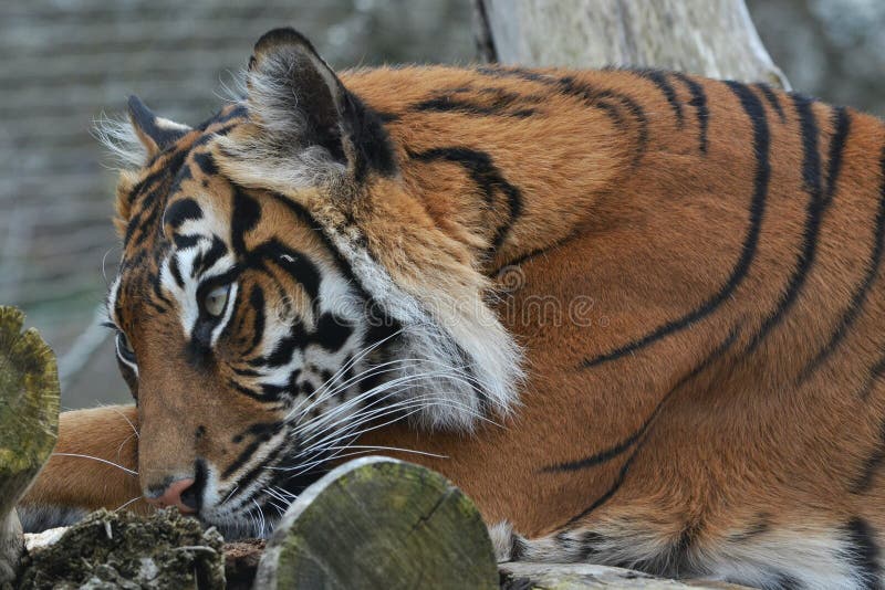 Relaxed Tiger stock photo. Image of animal, mammal, predator - 19150512