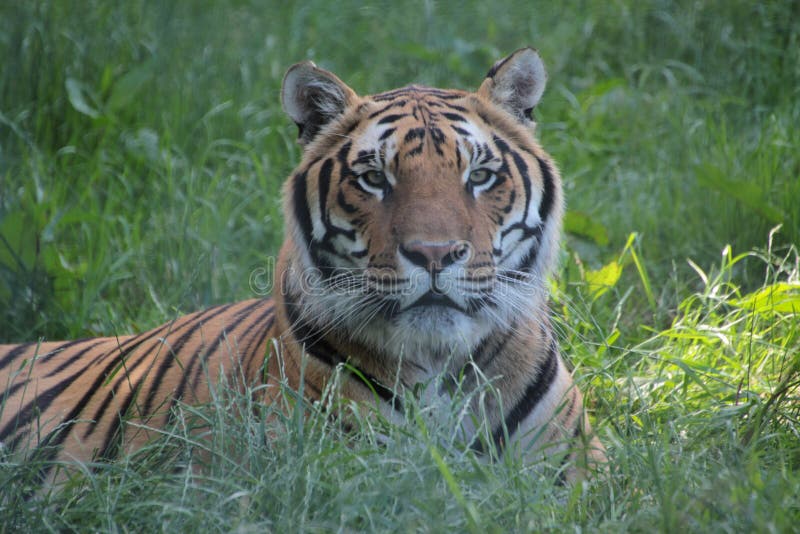 Relaxed Tiger at Wingham Zoo Kent Stock Image - Image of giraffe ...