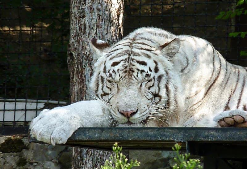 Relaxed White Tiger Rests on Rustic Table in a Bright, Natural Light ...