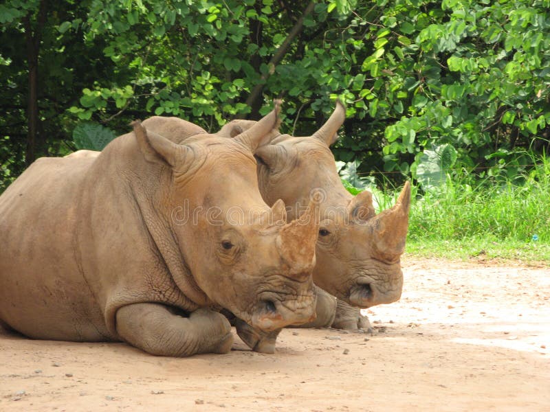 Relaxing stock image. Image of relax, animal, holiday - 9030219