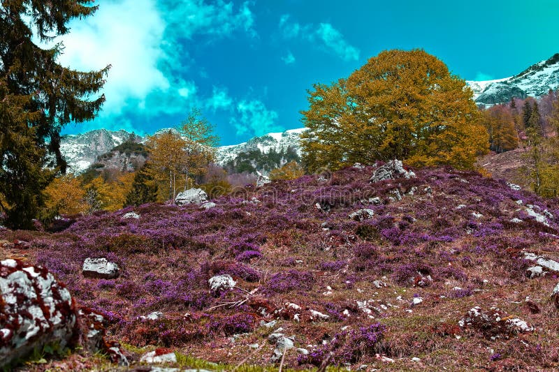 Relaxing Alpine Landscape, Beautiful Scenery with Blue Sky Stock Photo ...
