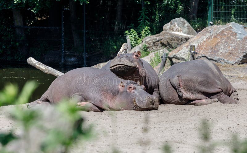 Three Hippos Relaxing on the Beach Stock Photo - Image of safari ...