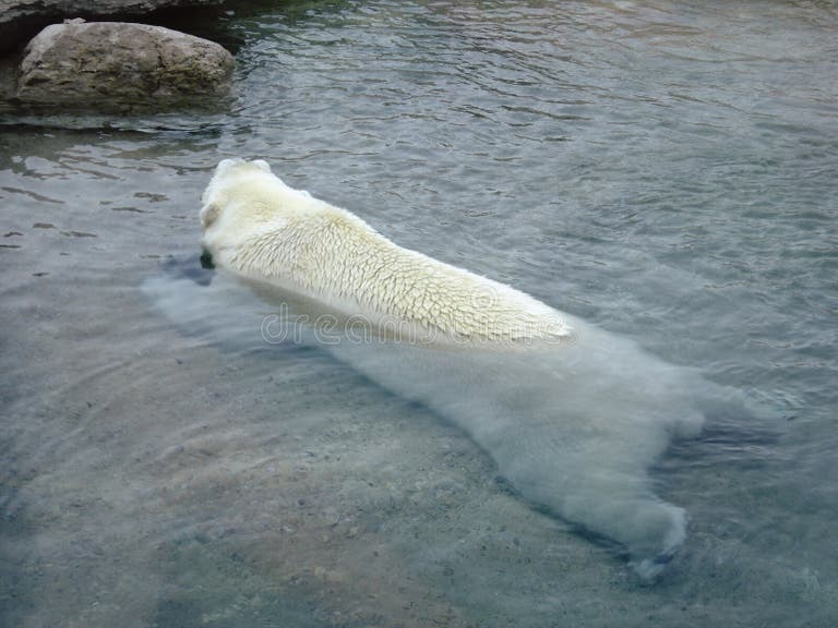 Relaxing Bear stock photo. Image of mammal, bear, cool - 1156684