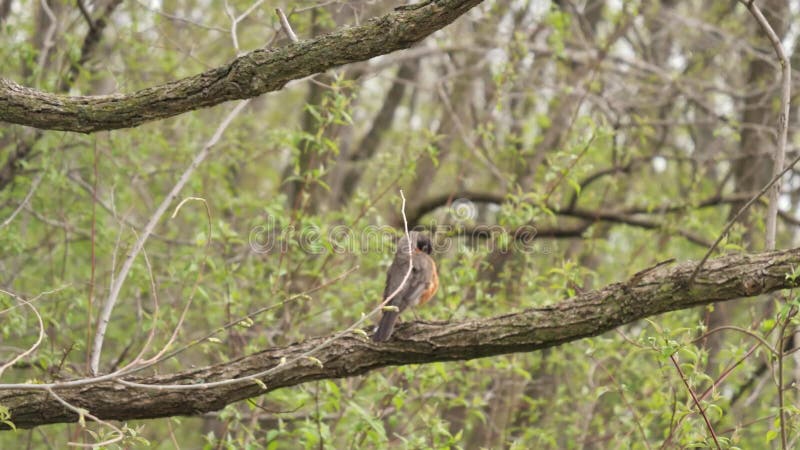 A Relaxing Bird is Sitting on Tree in Spring Stock Footage - Video of ...