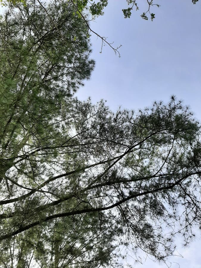 Relaxing body with nature stock image. Image of forest - 200641777