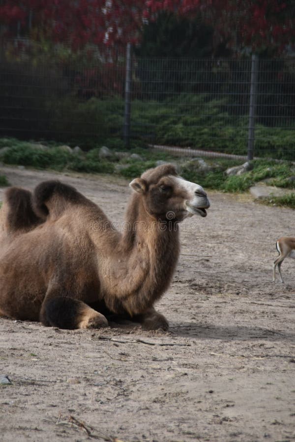 A Relaxing Camel stock photo. Image of outdoor, nature - 340960774