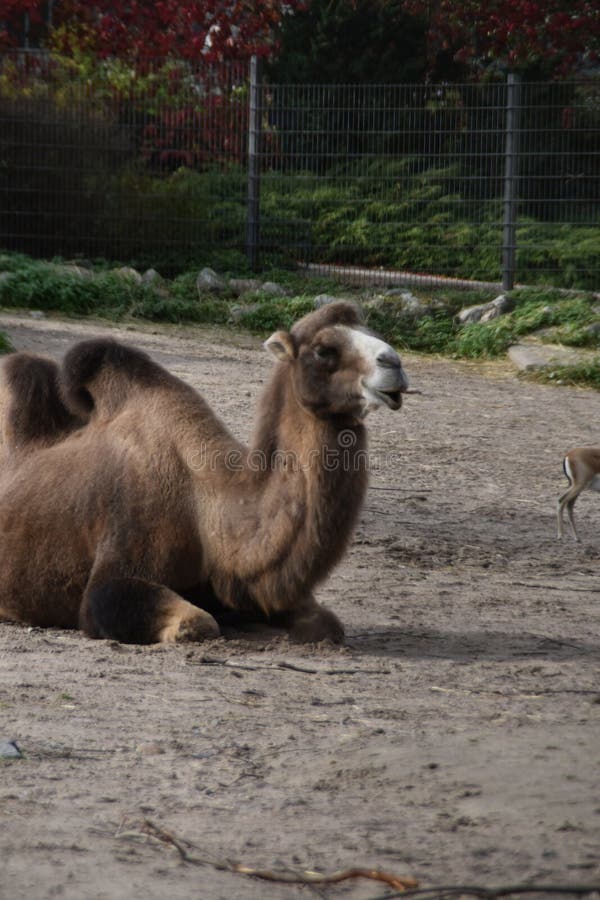 A Relaxing Camel stock photo. Image of early, scene - 340960862