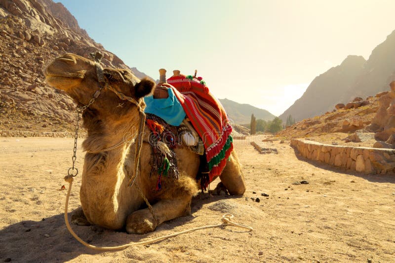 Camel relaxing on beach stock image. Image of arabia - 152578719