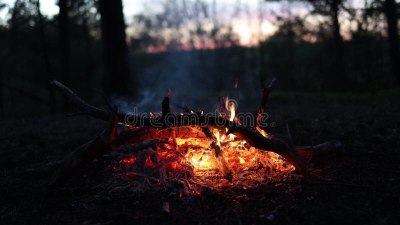 Relaxing Campfire Burning in the Beautiful Forest. Firewood in the Fire ...