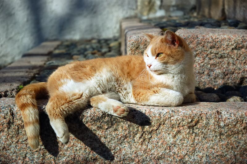 Relaxing cat stock image. Image of tabby, healthy, allergy - 1808557