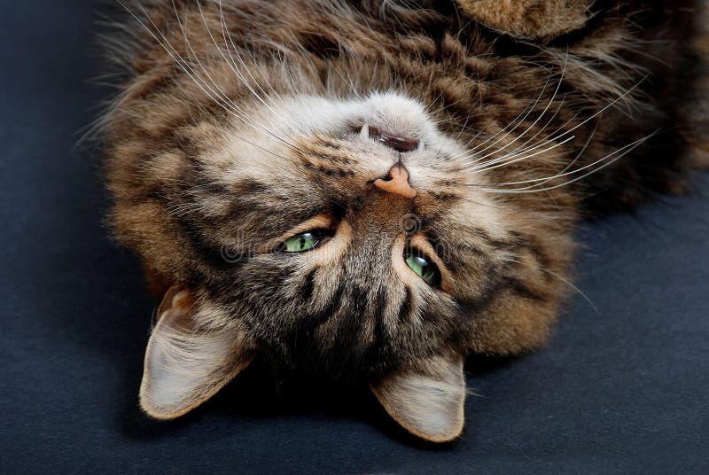 Relaxing cat stock photo. Image of whisker, fury, relax - 3093130