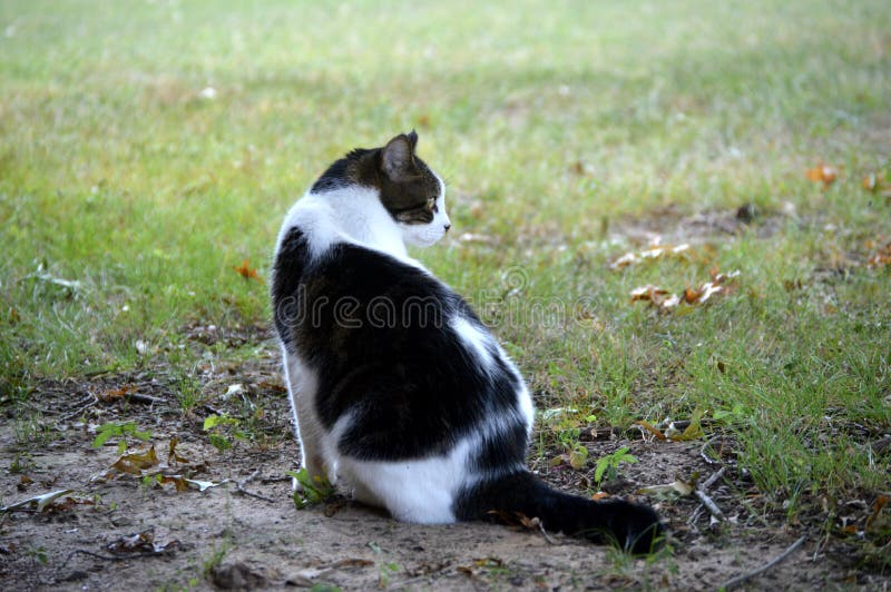 Relaxing Cat stock image. Image of dirt, kitty, grassy - 77370993