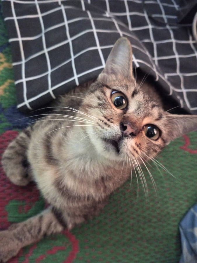 Relaxing Cat / Kucing Yang Sedang Bersantai Stock Photo - Image of ...