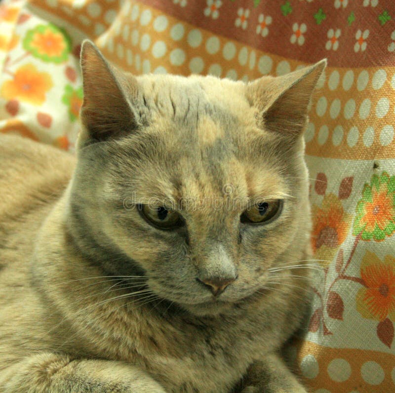 RELAXING CAT TIME stock image. Image of colors, hair - 171338121