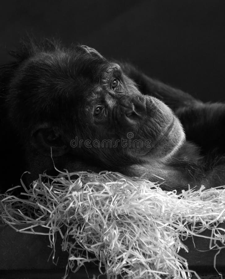 Chimpanzee Free Stock Photos & Pictures, Chimpanzee Royalty-Free and ...