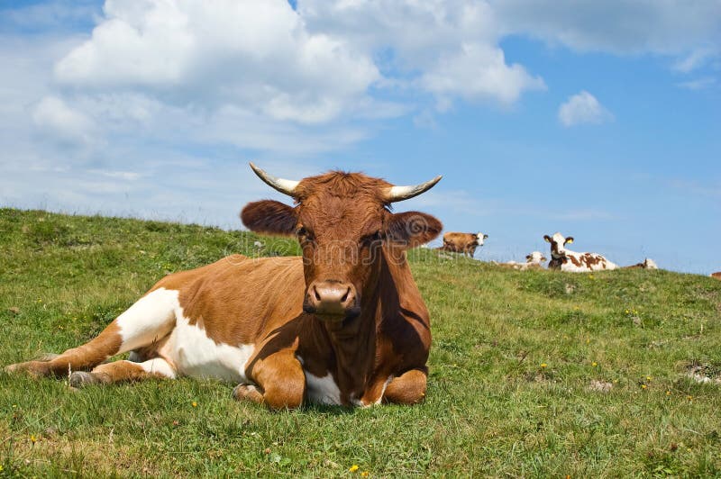 Relaxing Cow in the Pasture Stock Image - Image of green, break: 12563487