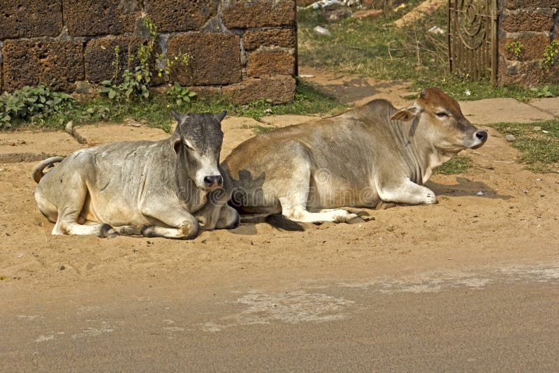 Relaxing cows stock photo. Image of mammal, orissa, bull - 51998188