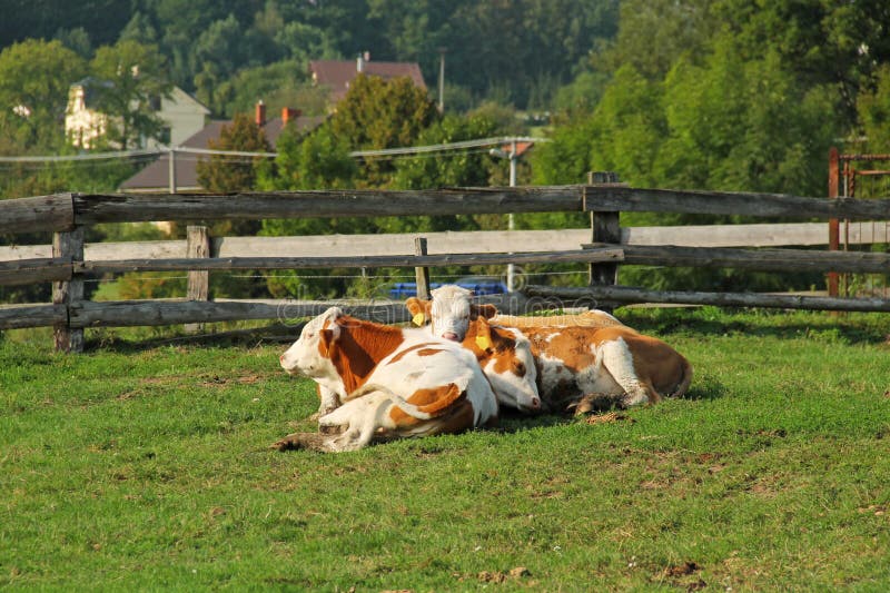 Relaxing cows stock photo. Image of drove, together - 125403840