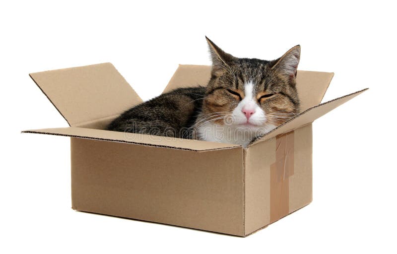 Cute cat in a box stock image. Image of funny, adorable - 45561489