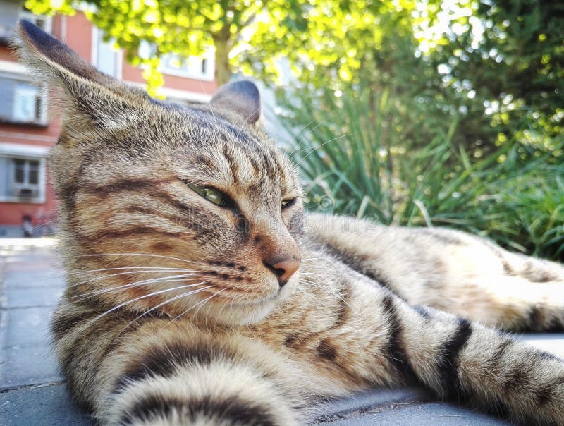 Relaxing cute cat stock photo. Image of lovely, martial - 101676506