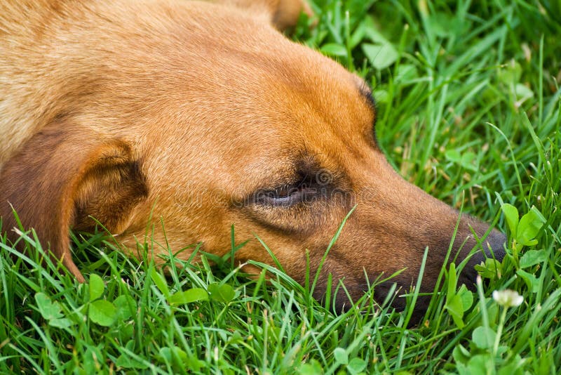 Sad Dog stock image. Image of rest, canine, paws, resting - 251041