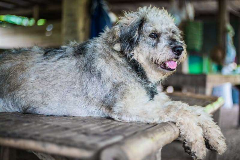 Relaxing Dog Lying on a Wood Table Stock Image - Image of beauty, white ...